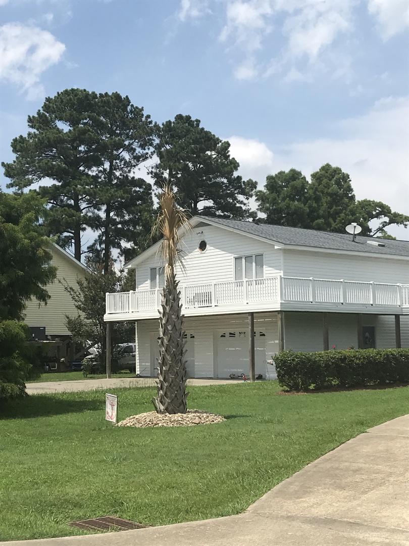 Palmetto Genetics - DISCUSSING PALM TREES WORLDWIDE - PalmTalk