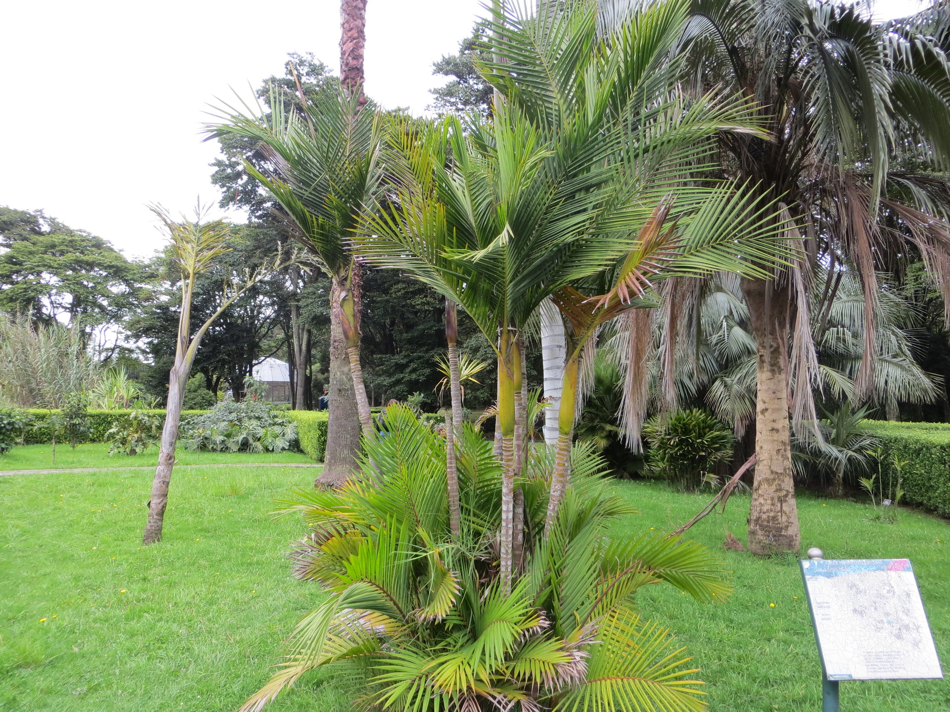 Mystery Palms from Bogota Botanical Garden - DISCUSSING PALM TREES ...