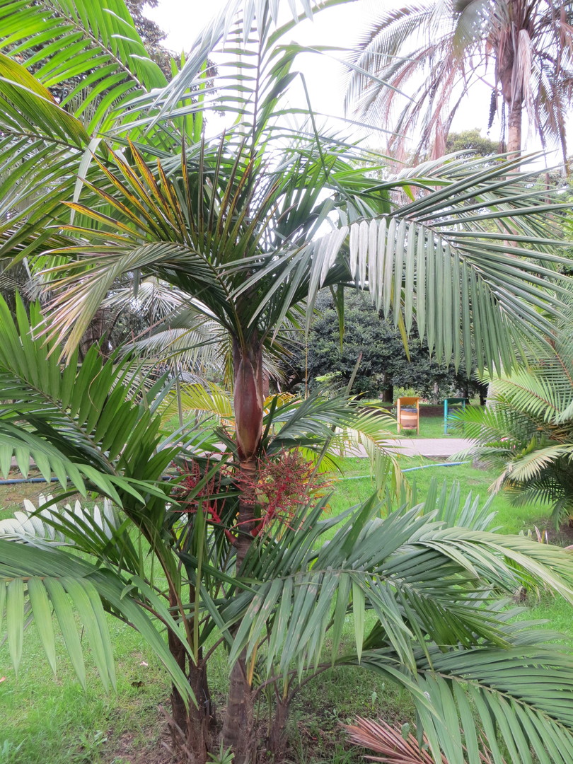 Mystery Palms from Bogota Botanical Garden - DISCUSSING PALM TREES ...
