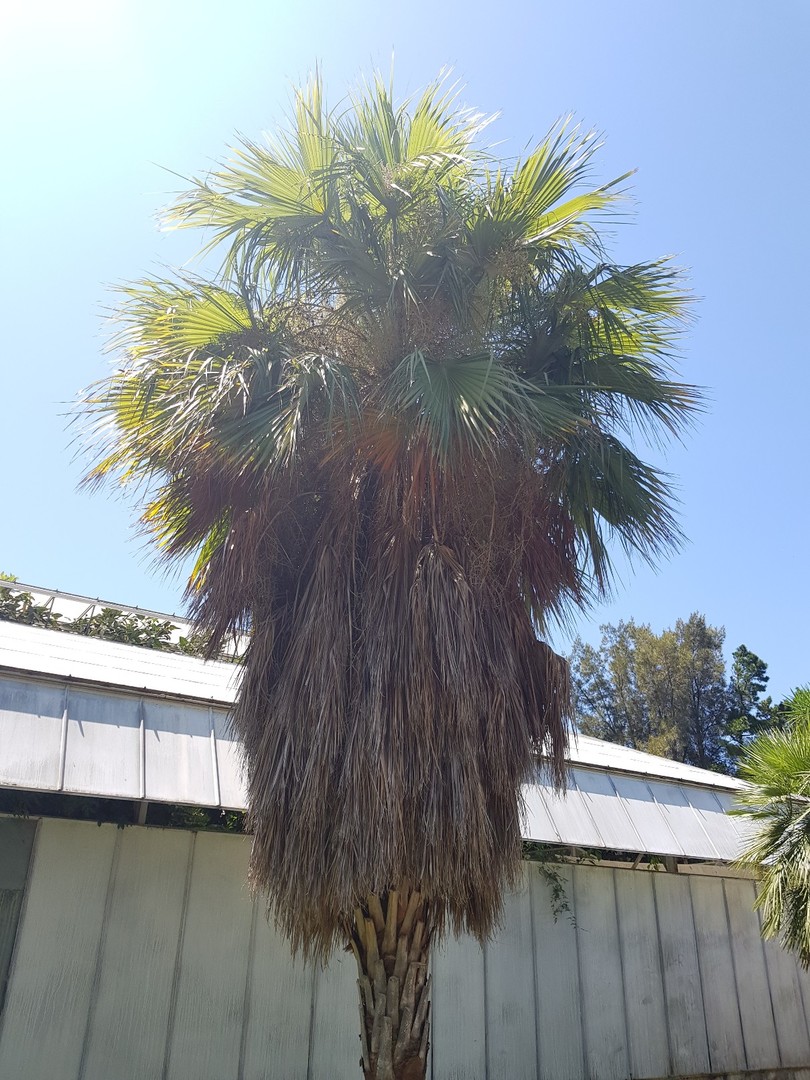 Palm IDs Plz :) - DISCUSSING PALM TREES WORLDWIDE - PalmTalk