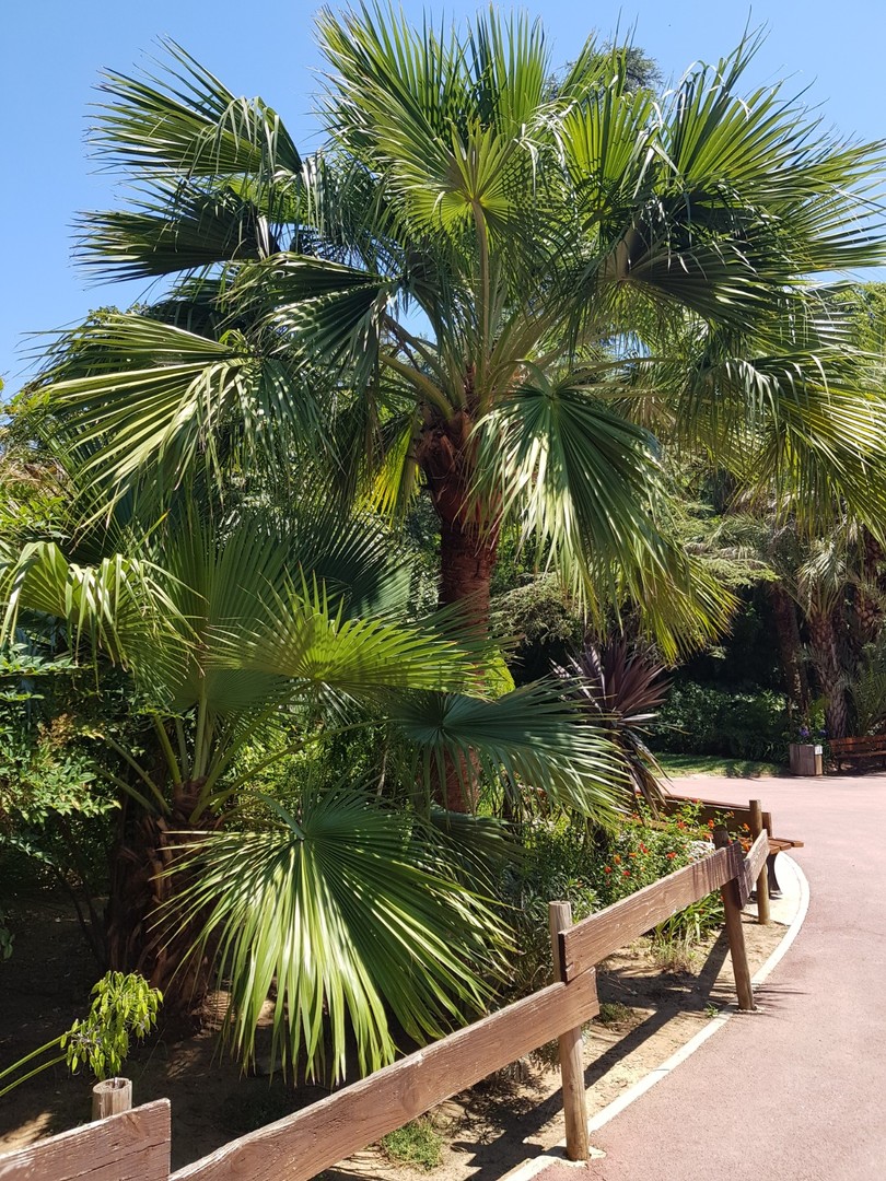 Palm IDs Plz :) - DISCUSSING PALM TREES WORLDWIDE - PalmTalk
