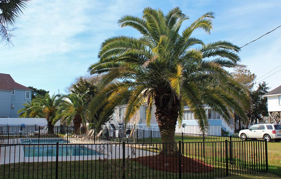 Palm Decline in NC - DISCUSSING PALM TREES WORLDWIDE - PalmTalk