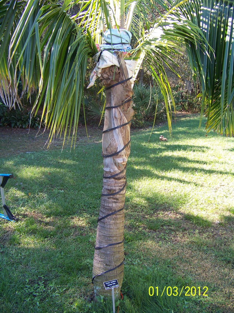 winter cold event vs 9b/10a palms - Page 2 - DISCUSSING PALM TREES ...