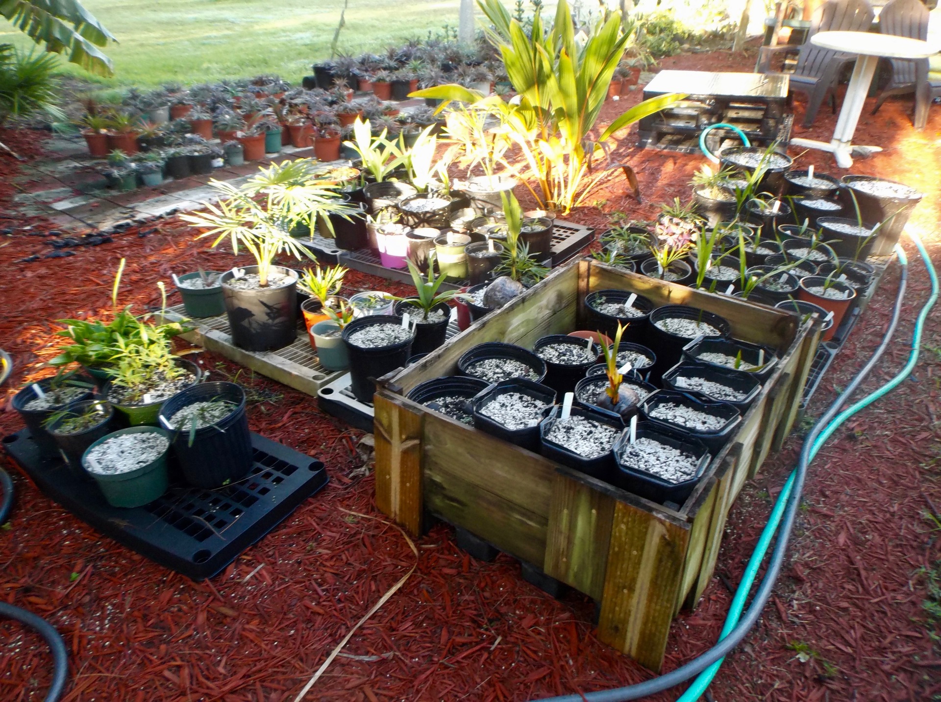 Show us your baby container ranch - DISCUSSING PALM TREES WORLDWIDE ...