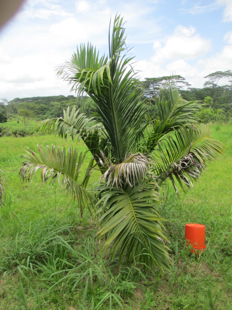 Dypsis robusta - DISCUSSING PALM TREES WORLDWIDE - PalmTalk