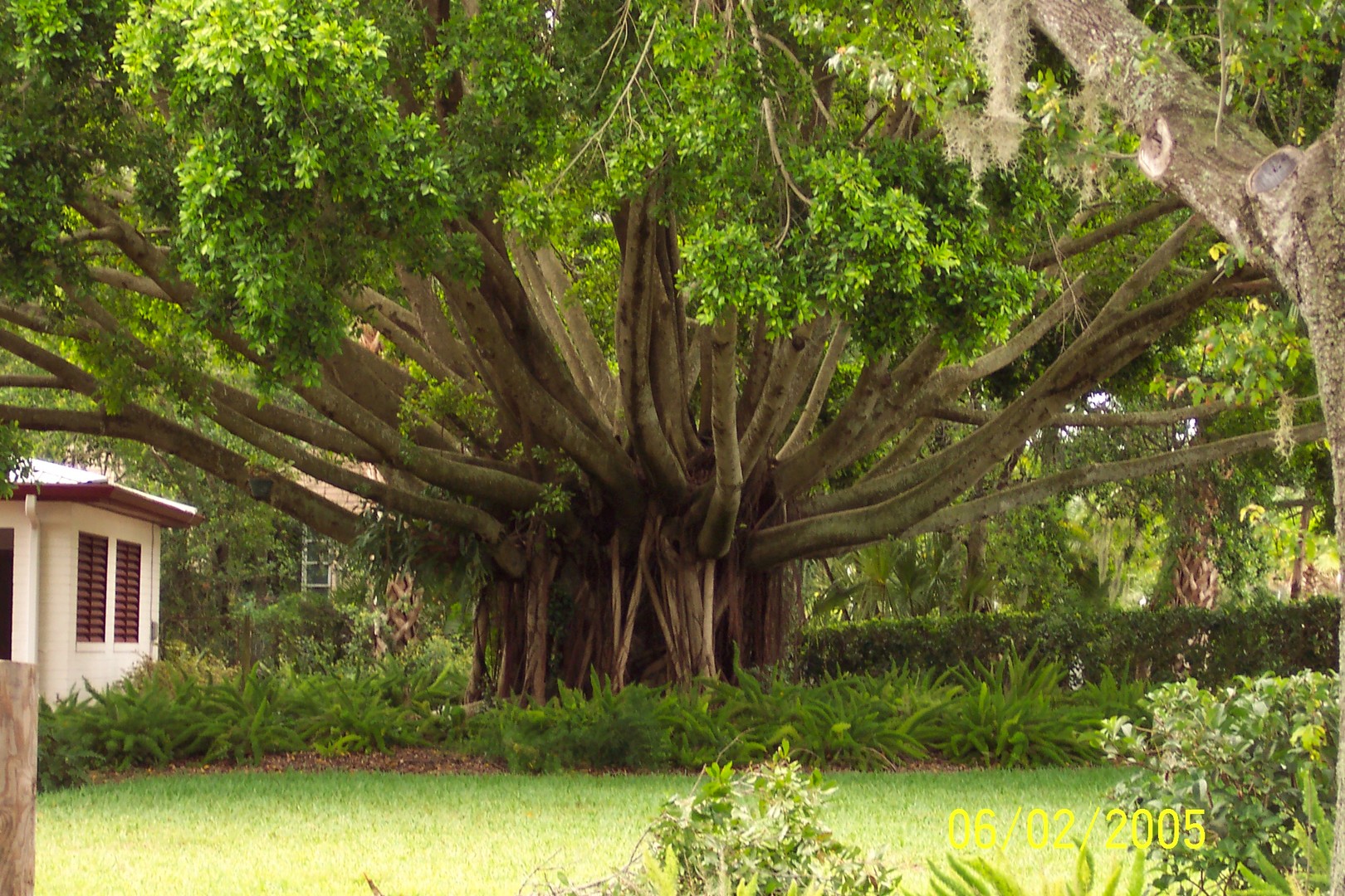 giant Ficus microcarpa on Merritt Island (central Florida) - TROPICAL ...