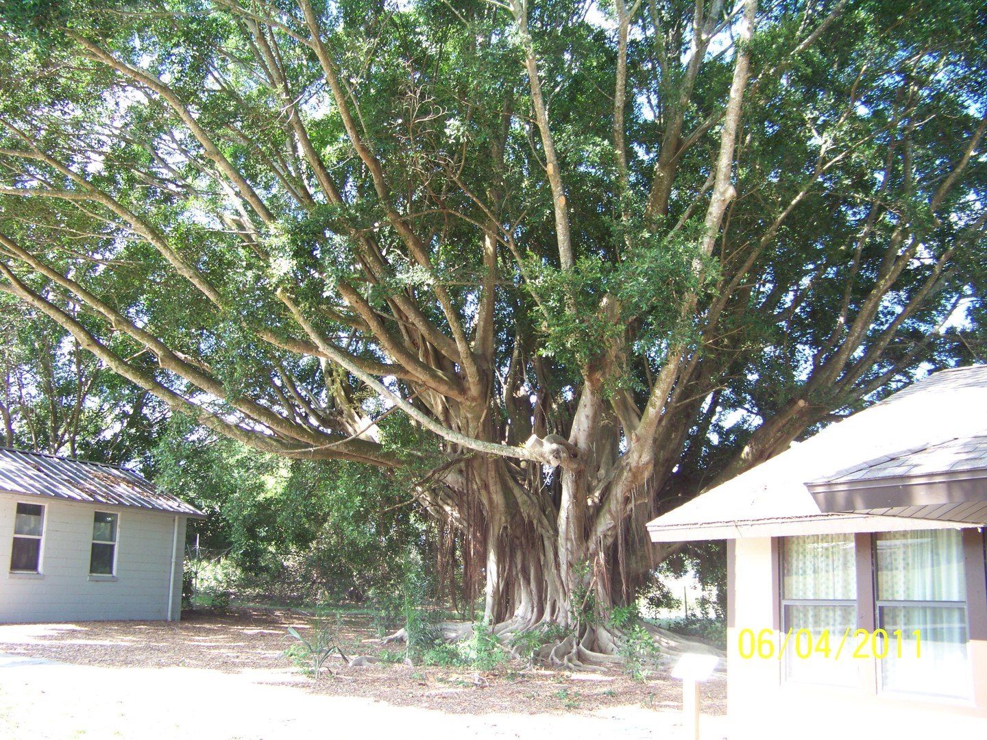 giant Ficus microcarpa on Merritt Island (central Florida) - TROPICAL ...