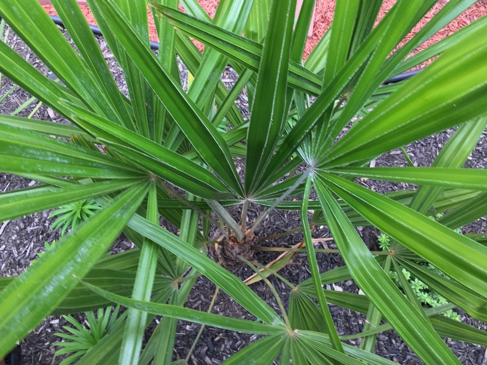 Needle Palm gender reveal - DISCUSSING PALM TREES WORLDWIDE - PalmTalk