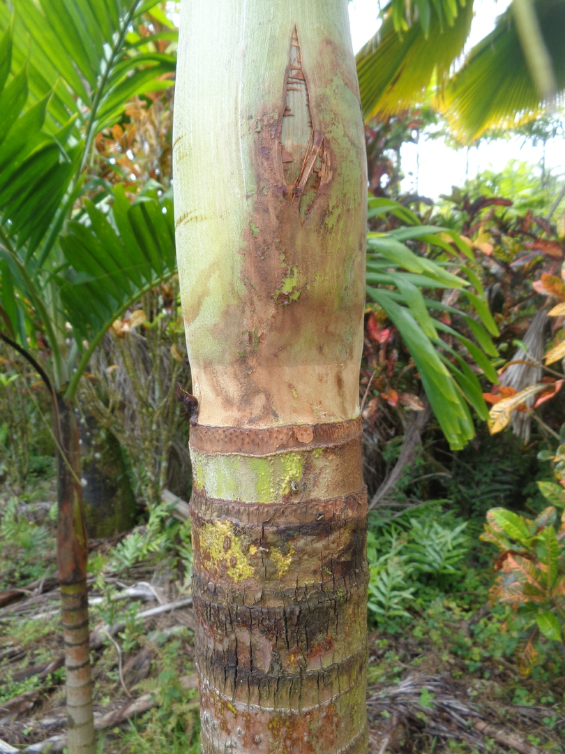 Palm Disease Identification - DISCUSSING PALM TREES WORLDWIDE - PalmTalk