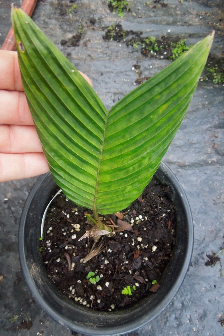 Some pics of the Pinanga kids - DISCUSSING PALM TREES WORLDWIDE - PalmTalk