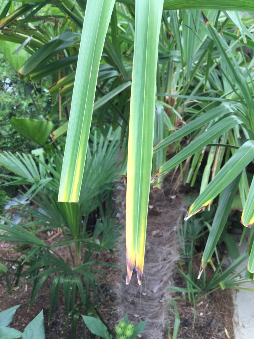 What deficiency is this? - DISCUSSING PALM TREES WORLDWIDE - PalmTalk