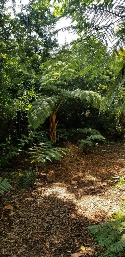 Tree Fern ID, Please - TROPICAL LOOKING PLANTS - Other Than Palms ...