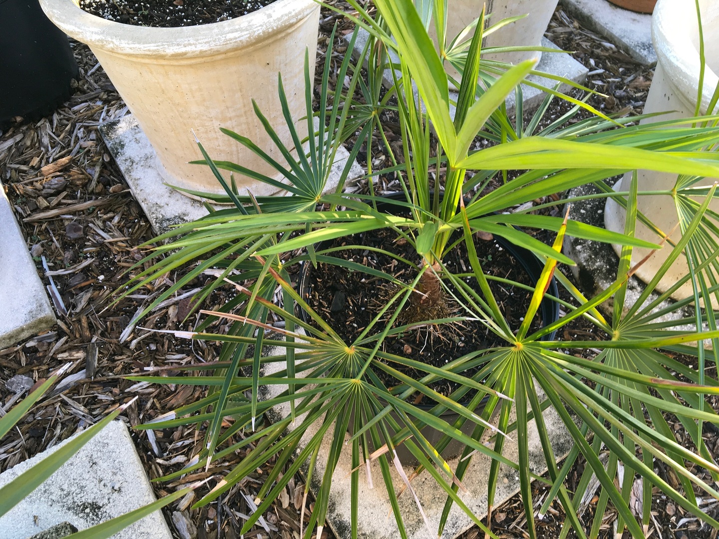 Who is doing the "splits"? - DISCUSSING PALM TREES WORLDWIDE - PalmTalk