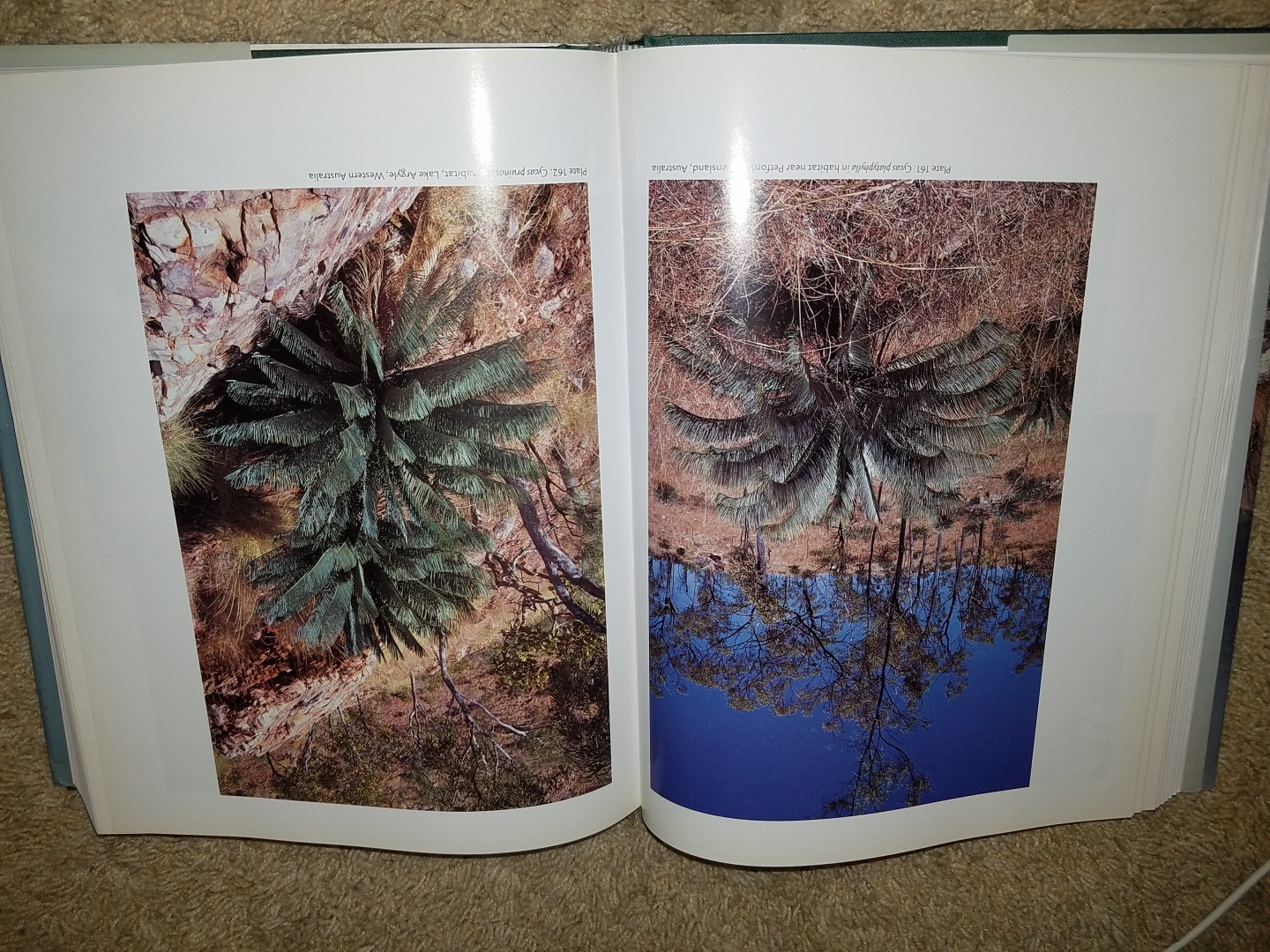Book for sale - The Cycads by Whitelock - For Sale - PalmTalk