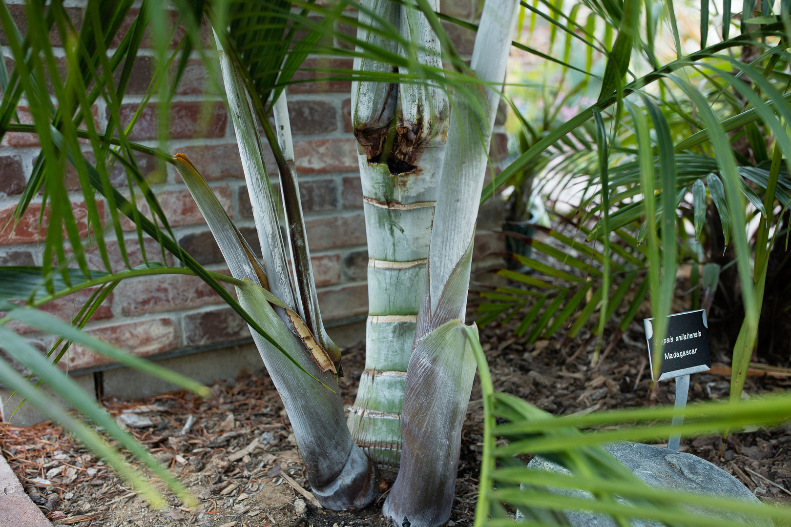 Who is doing the "splits"? - DISCUSSING PALM TREES WORLDWIDE - PalmTalk