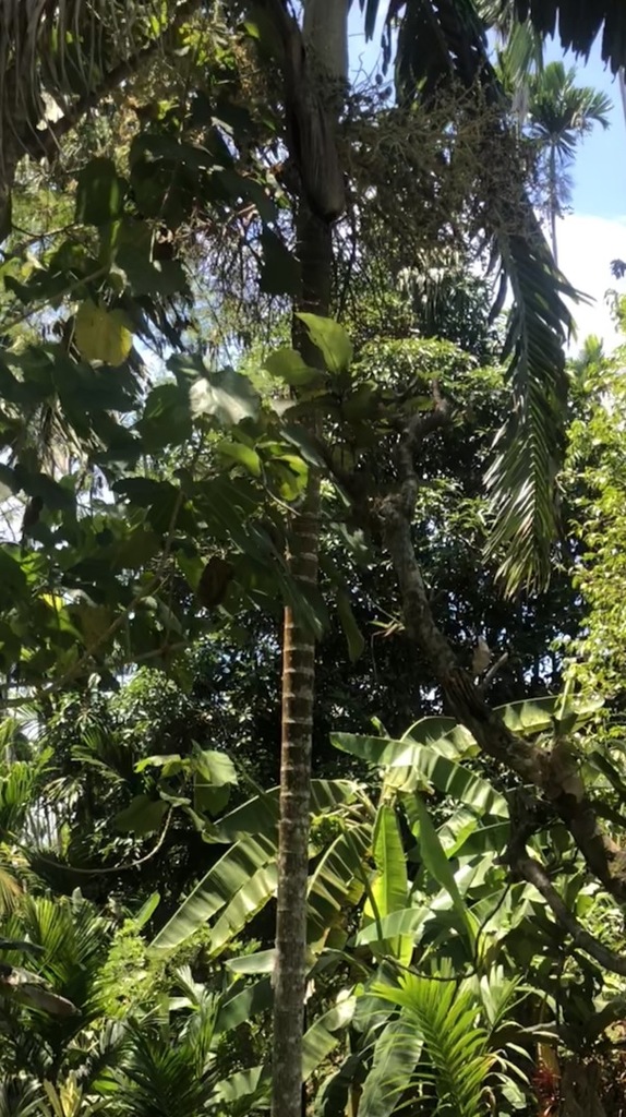 Papua New Guinea Palm ID help - DISCUSSING PALM TREES WORLDWIDE - PalmTalk