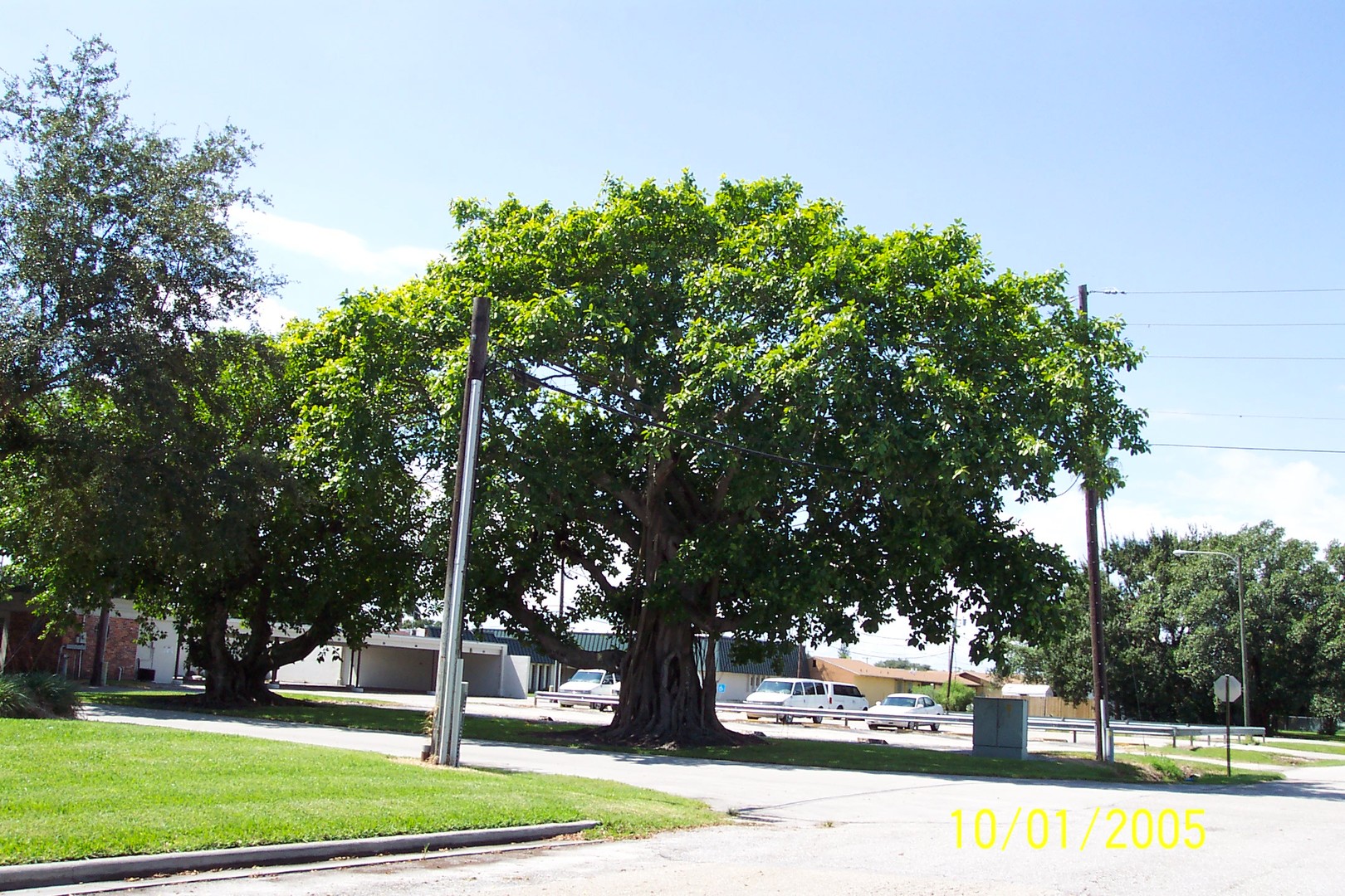 giant Ficus microcarpa on Merritt Island (central Florida) - TROPICAL ...