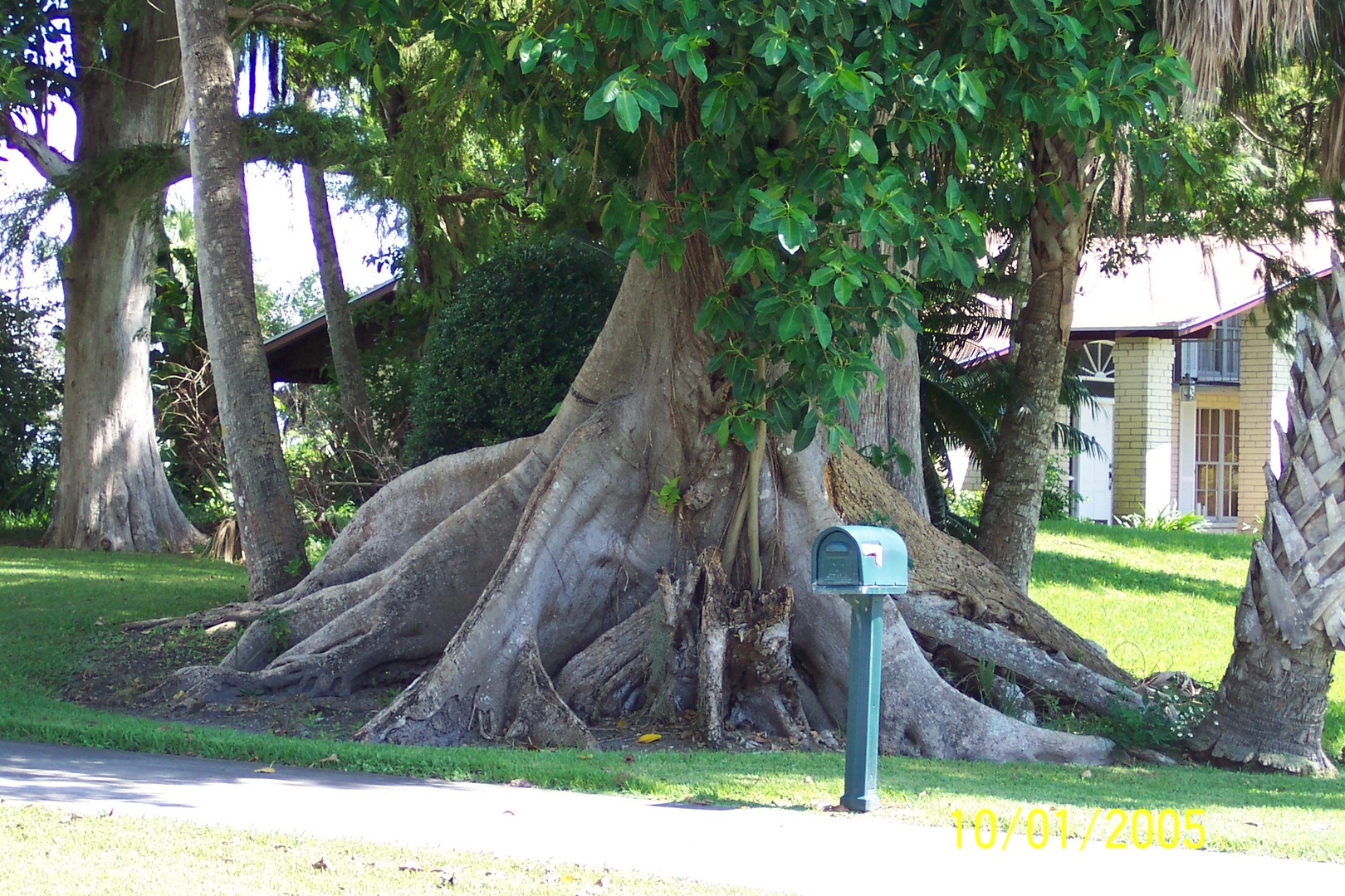 giant Ficus microcarpa on Merritt Island (central Florida) - TROPICAL ...