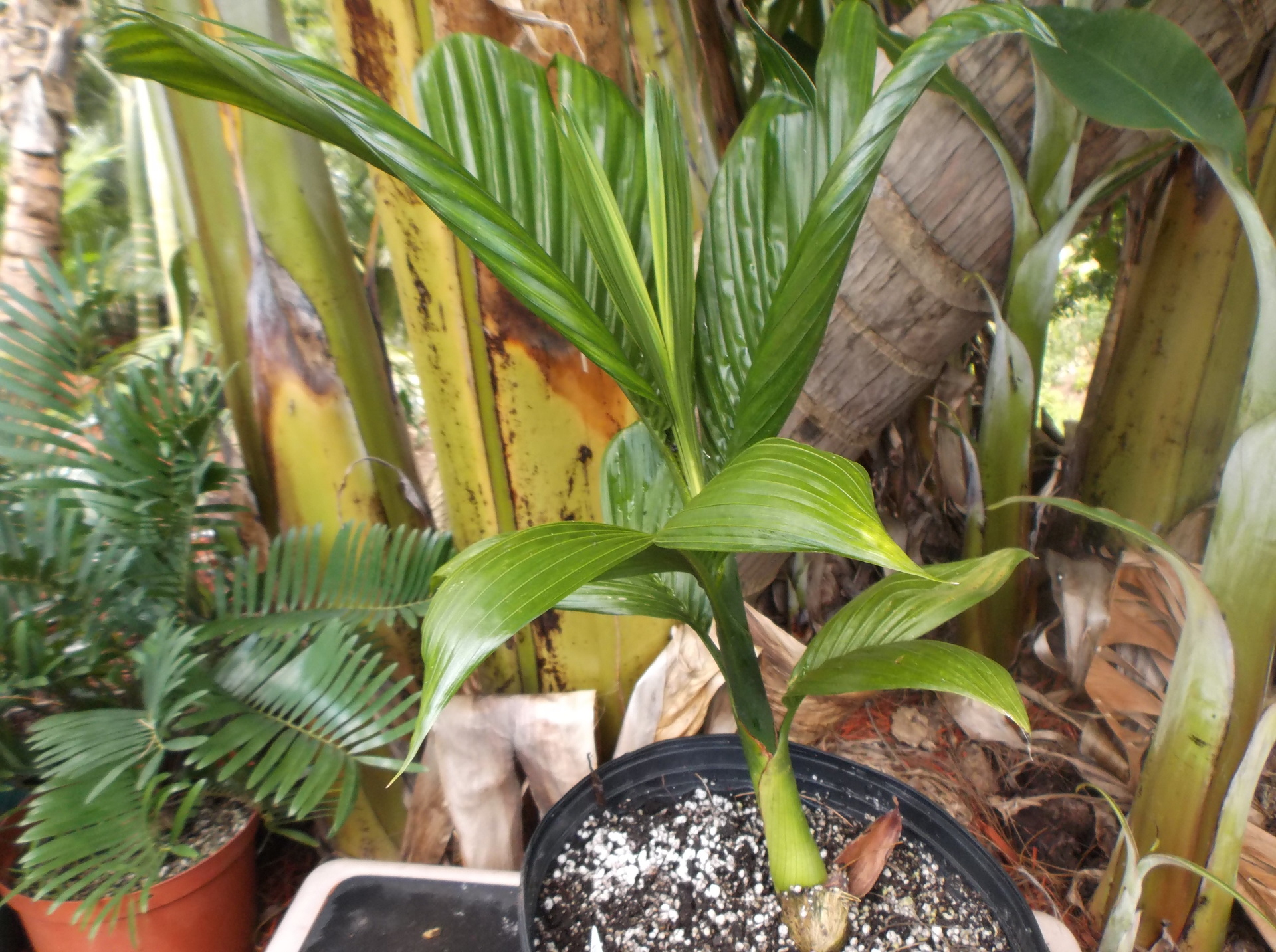 Areca catechu Dwarf: 3 palms from seed in 3g pots - For Sale - PalmTalk
