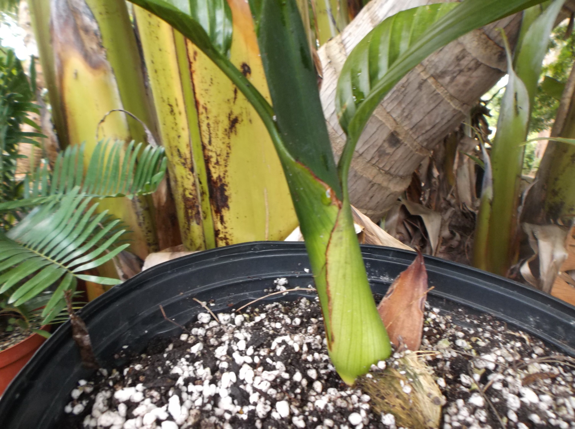 Areca catechu Dwarf: 3 palms from seed in 3g pots - For Sale - PalmTalk