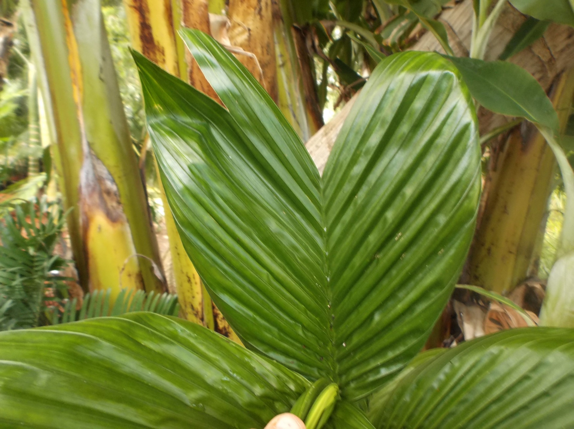 Areca catechu Dwarf: 3 palms from seed in 3g pots - For Sale - PalmTalk
