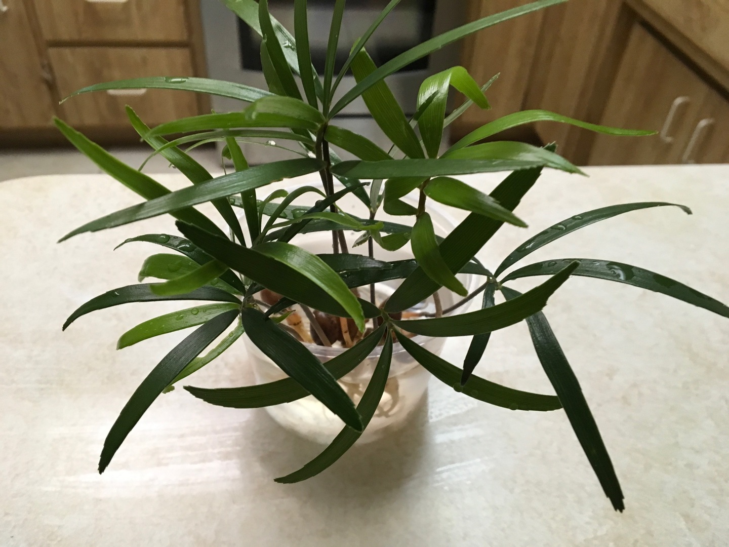 Zamia ‘Jamaican giant’ Seedlings - For Sale - PalmTalk