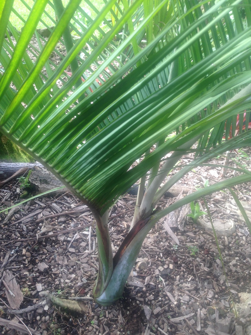 Who is doing the "splits"? - DISCUSSING PALM TREES WORLDWIDE - PalmTalk