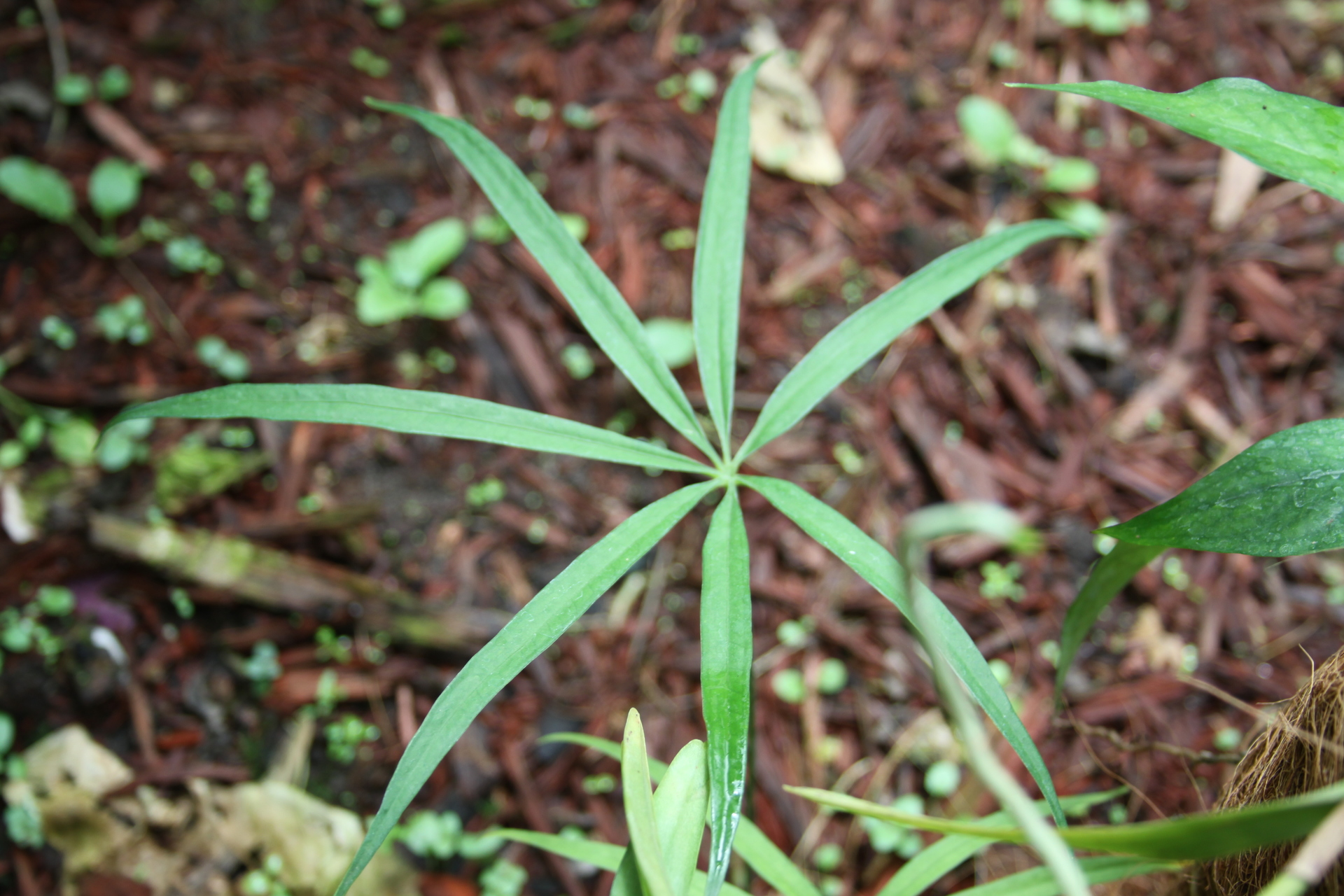 Anthurium polydactylum - TROPICAL LOOKING PLANTS - Other Than Palms ...