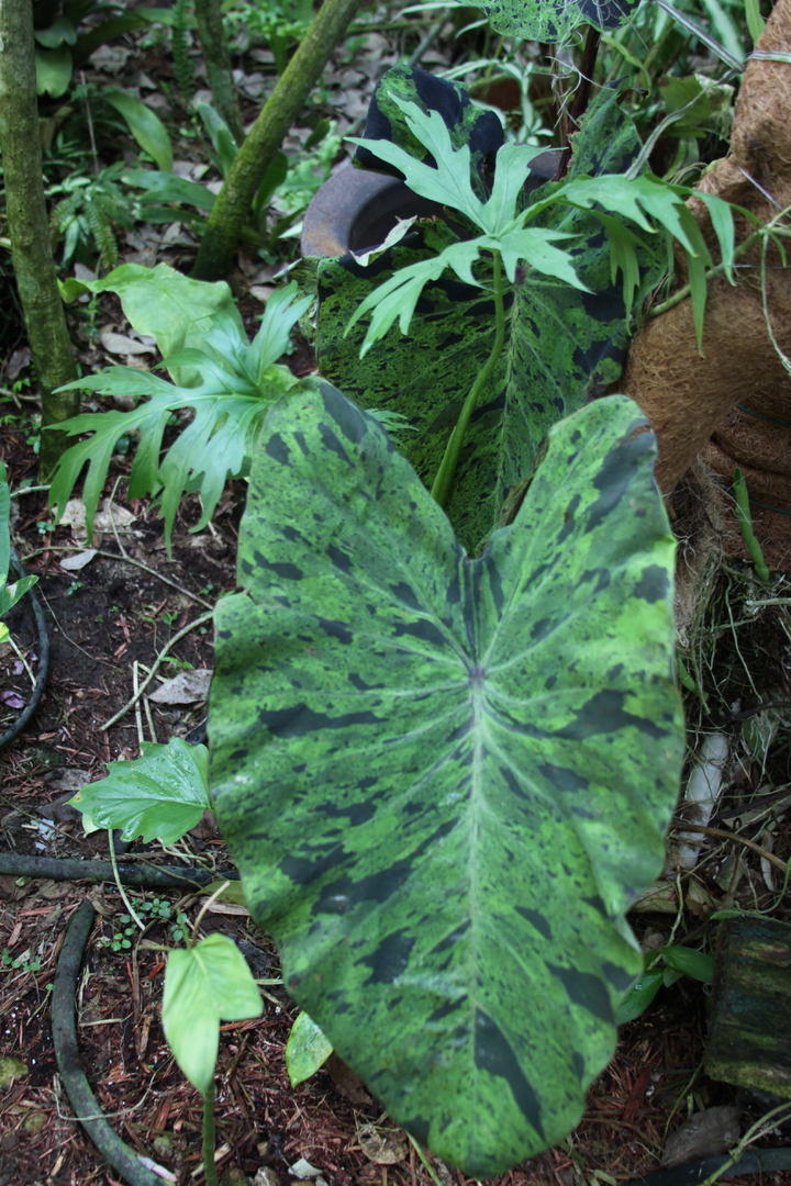 Colocasia esculenta 'Mojito.... - TROPICAL LOOKING PLANTS - Other Than ...