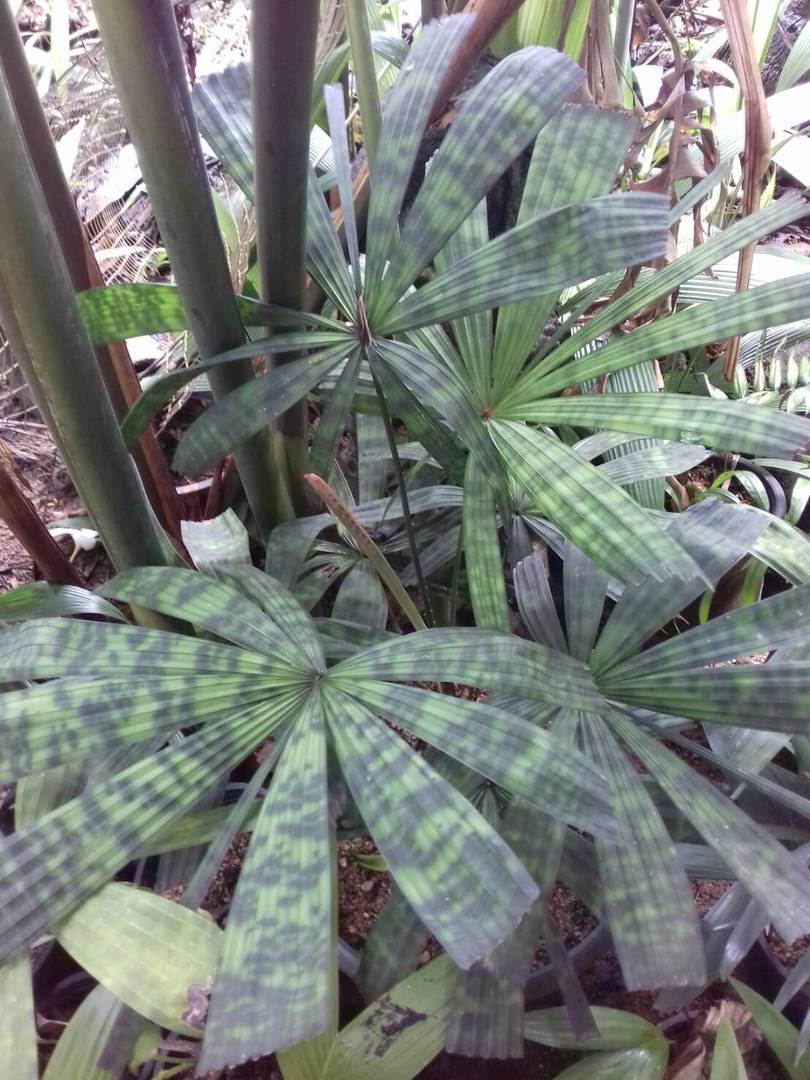 Licuala 'Mapu' - DISCUSSING PALM TREES WORLDWIDE - PalmTalk