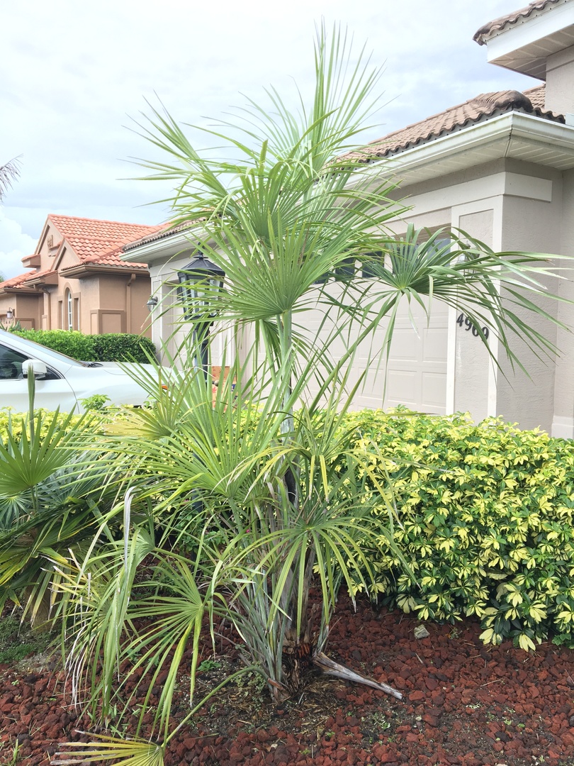 Northernmost trunking Mauritiella in the World - a self-proclaimed ...