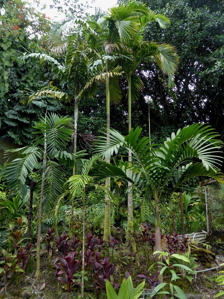 Ptychosperma schefferi - DISCUSSING PALM TREES WORLDWIDE - PalmTalk