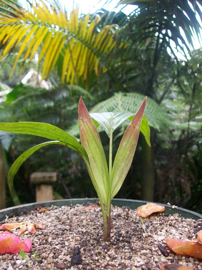 A few photos of my Albino Rhopalostylis Baueri seedling batch ...