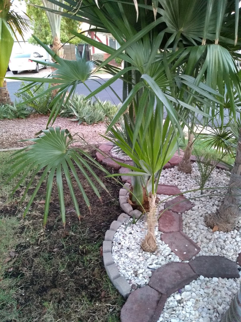 Leucothrinax morrisii (key thatch ) seedling question - DISCUSSING PALM ...
