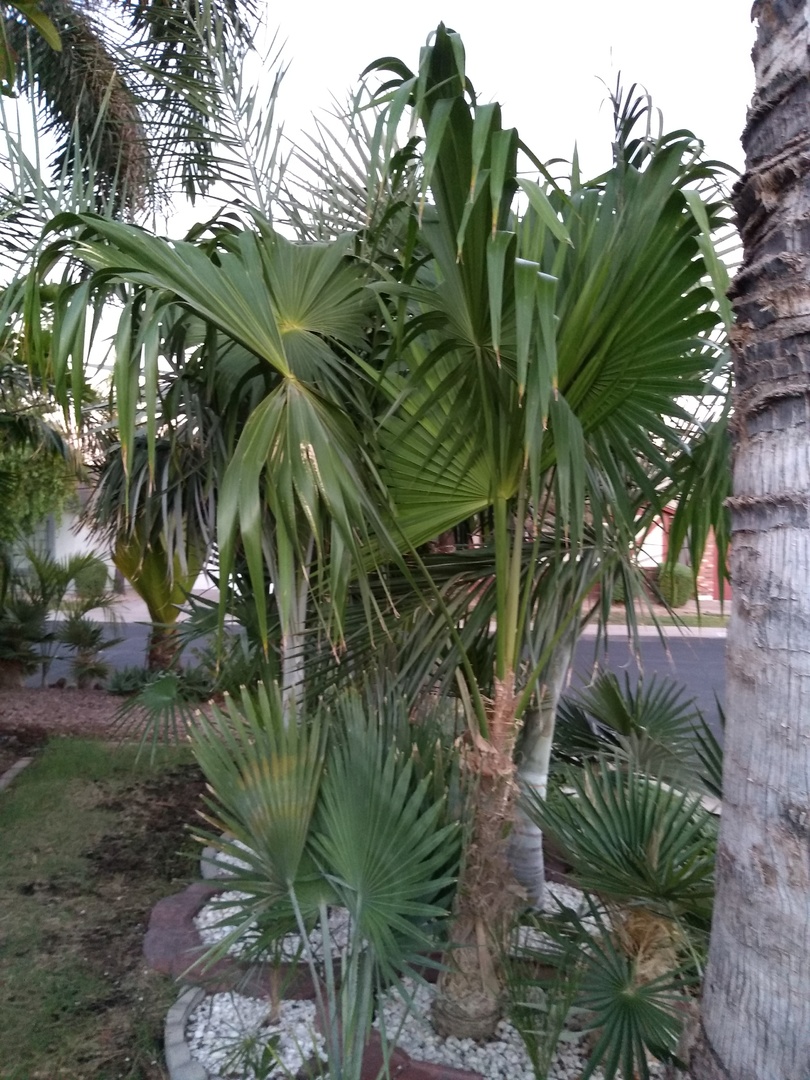 Leucothrinax morrisii (key thatch ) seedling question - DISCUSSING PALM ...