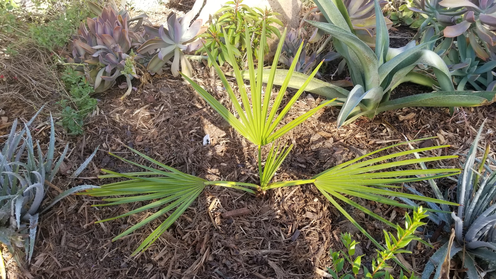 New Brahea decumbens - DISCUSSING PALM TREES WORLDWIDE - PalmTalk