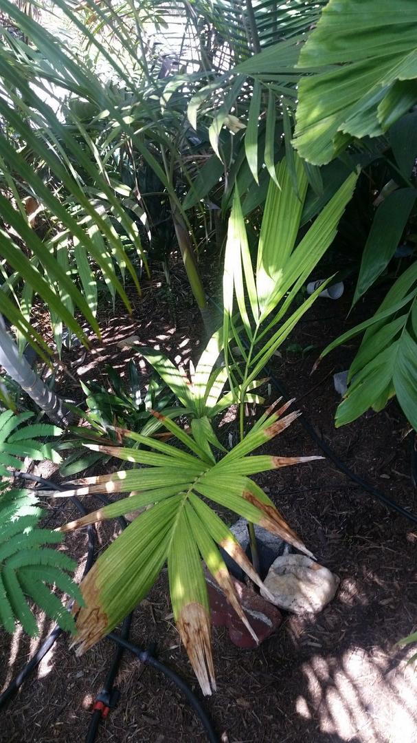 Magical, Mystery palm lives in California, will it continue ...