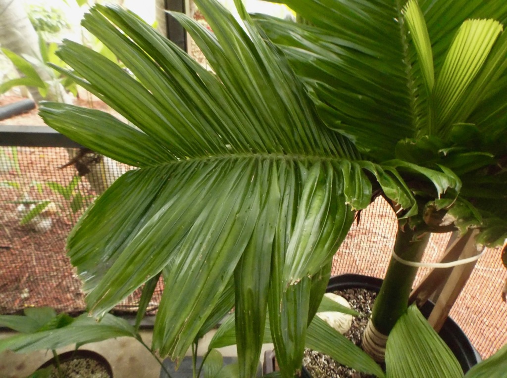 Areca catechu dwarf - DISCUSSING PALM TREES WORLDWIDE - PalmTalk