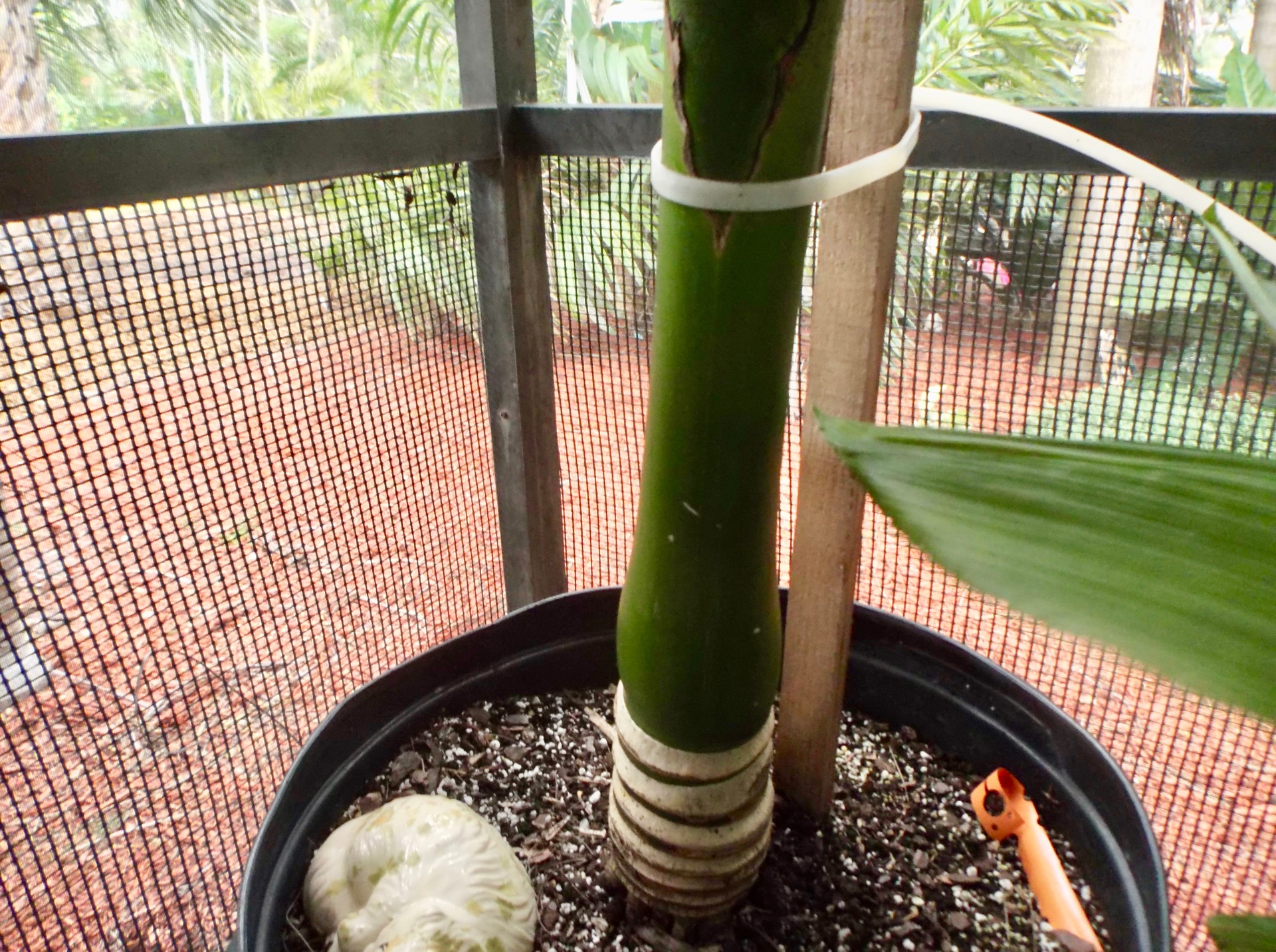 Areca catechu dwarf - DISCUSSING PALM TREES WORLDWIDE - PalmTalk