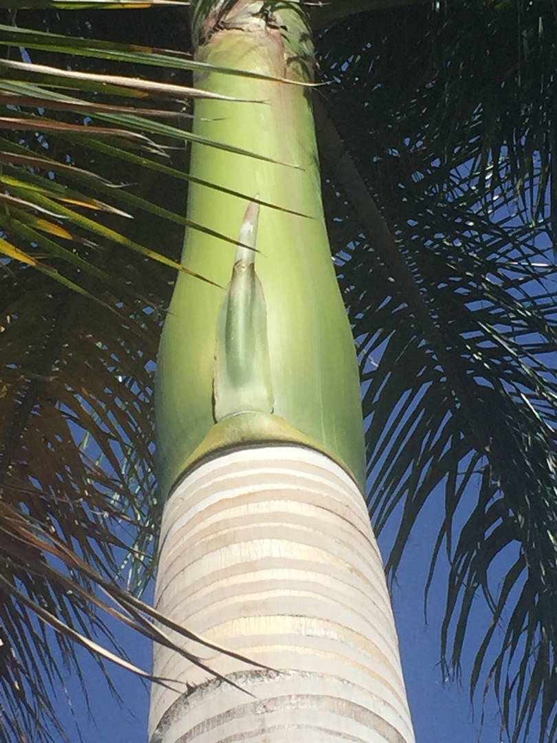 Butch hits puberty - DISCUSSING PALM TREES WORLDWIDE - PalmTalk