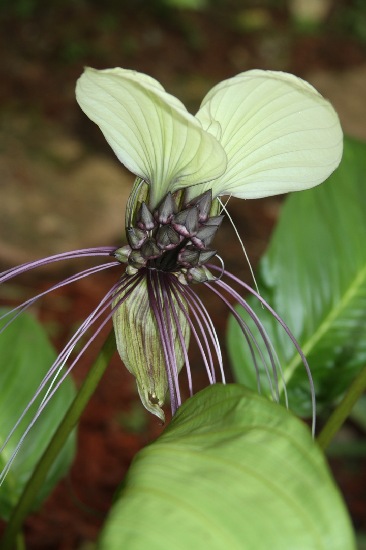 My Tacca are blooming - TROPICAL LOOKING PLANTS - Other Than Palms ...