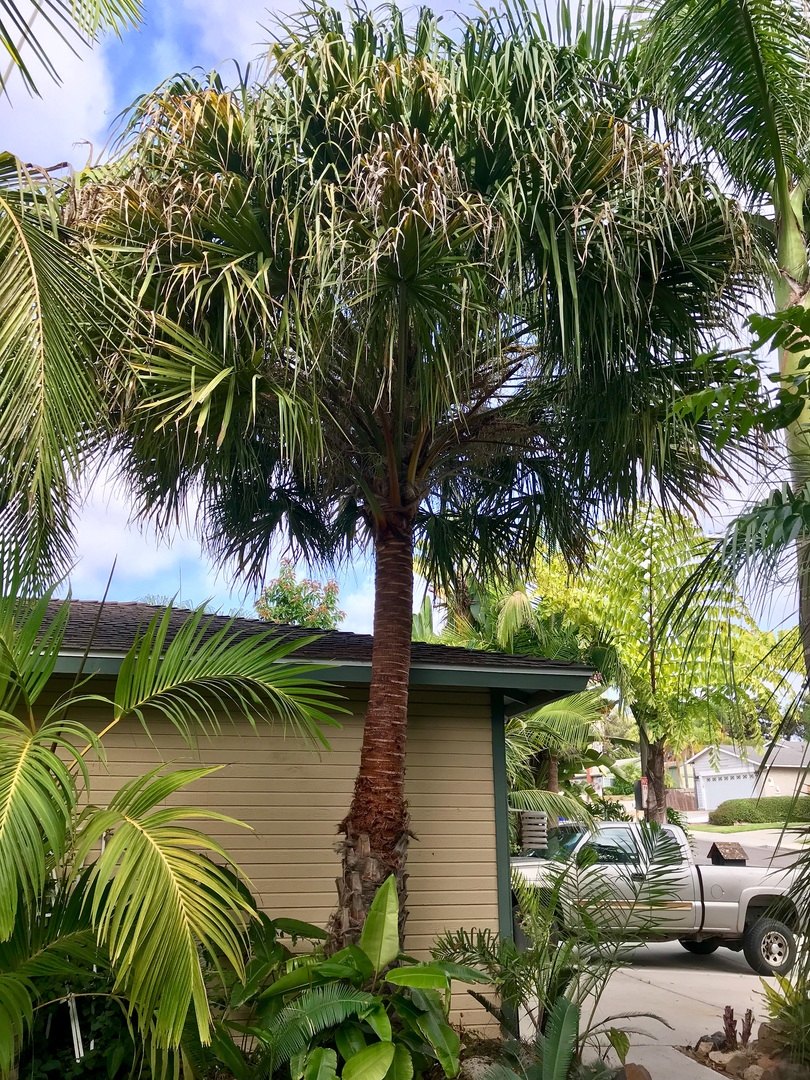 Will this survive??? - DISCUSSING PALM TREES WORLDWIDE - PalmTalk