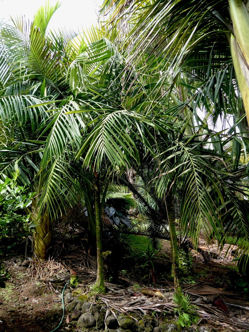 Dypsis rivularis in Central Florida - DISCUSSING PALM TREES WORLDWIDE ...