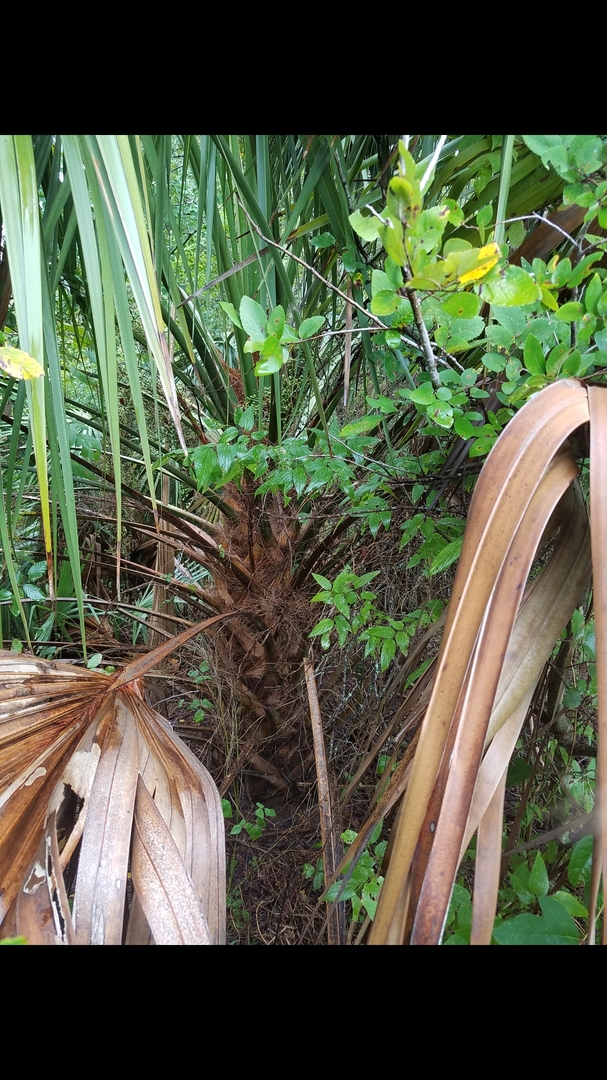 Sabal Brazoria habitat pics - DISCUSSING PALM TREES WORLDWIDE - PalmTalk