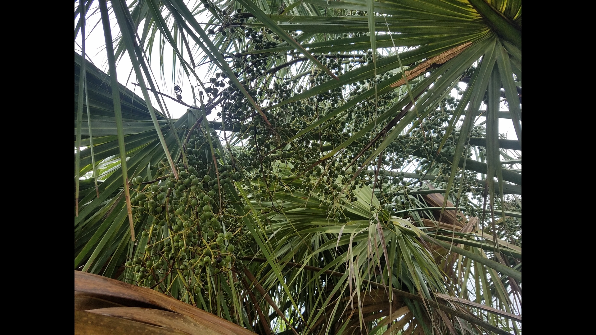 Sabal Brazoria habitat pics - DISCUSSING PALM TREES WORLDWIDE - PalmTalk