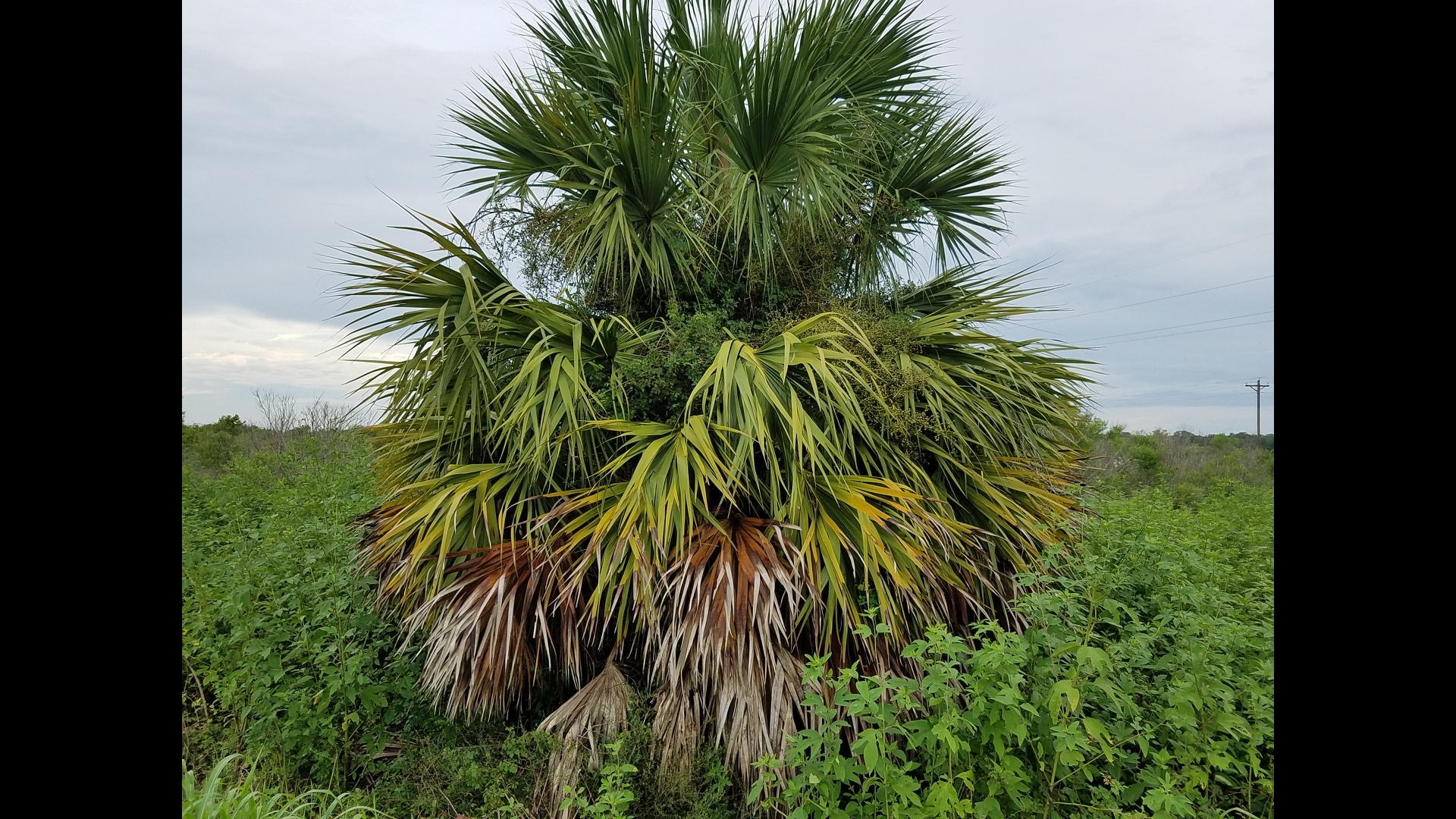 Sabal Brazoria habitat pics - DISCUSSING PALM TREES WORLDWIDE - PalmTalk
