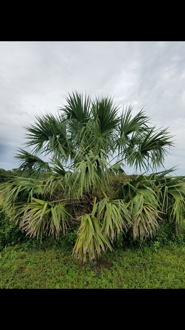 Sabal Brazoria habitat pics - DISCUSSING PALM TREES WORLDWIDE - PalmTalk