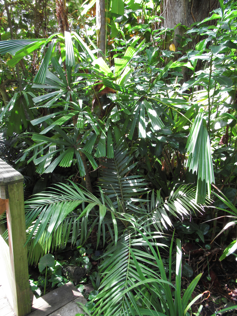 Dypsis rivularis in Central Florida - DISCUSSING PALM TREES WORLDWIDE ...