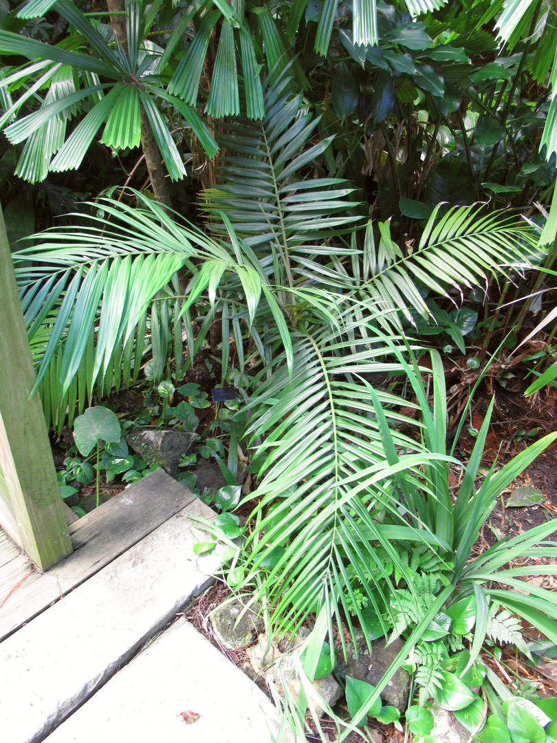 Dypsis rivularis in Central Florida - DISCUSSING PALM TREES WORLDWIDE ...