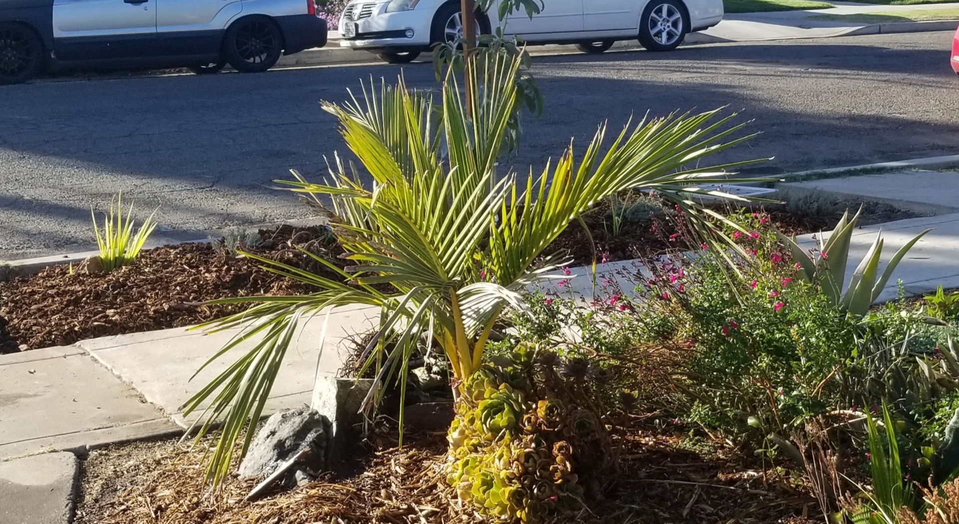 Who is doing the "splits"? - DISCUSSING PALM TREES WORLDWIDE - PalmTalk